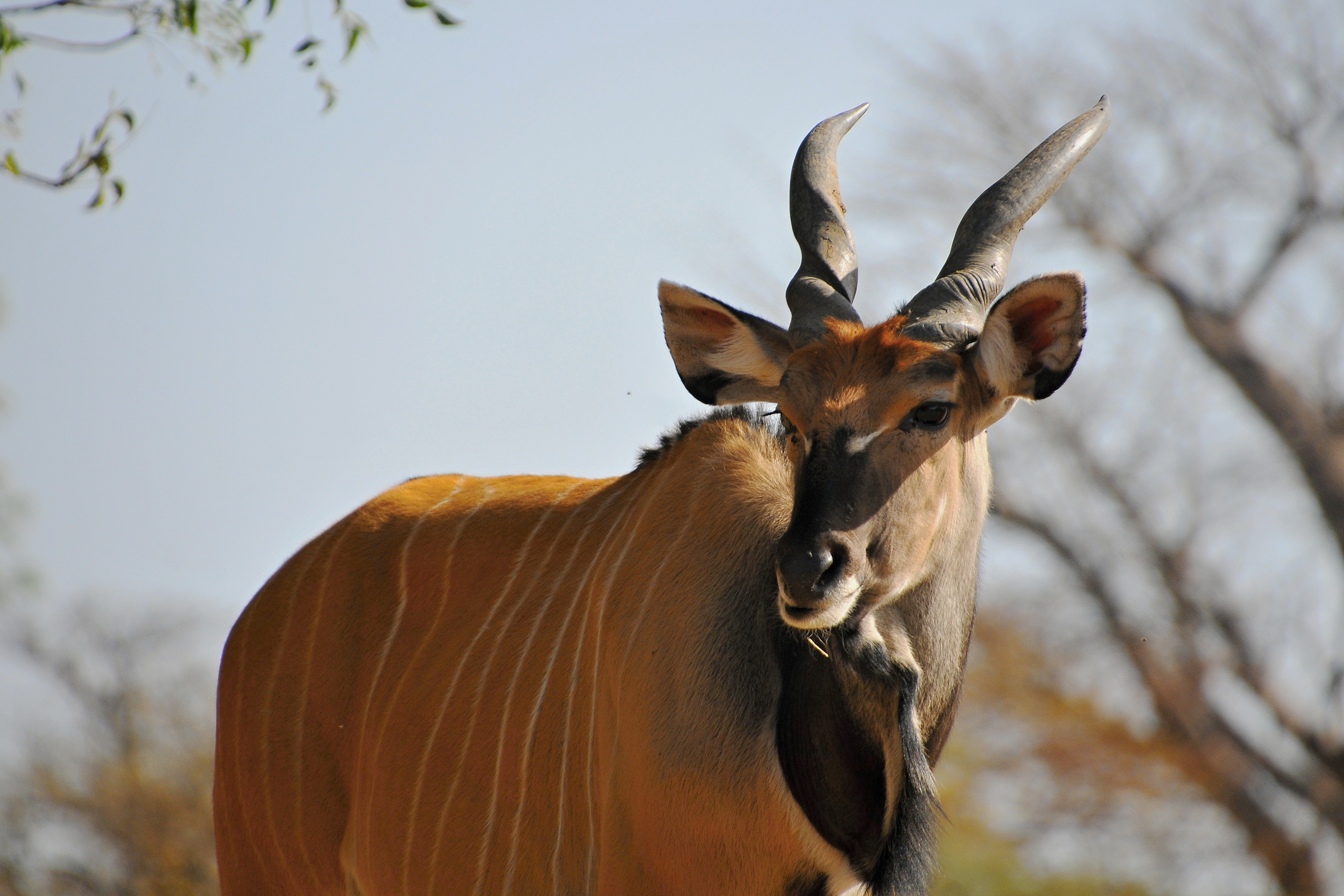 Fakulta tropického zemědělství